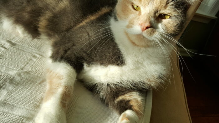 Minnie the Cat and Her Marketing Genius | Market Your Socks Off